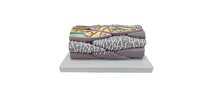 Μοντέλα Ανατομίας: Micro Anatomy Smooth Muscle Fiber Model, 10,000X ...